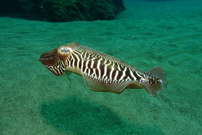 Discover the Underwater World of Lanzarote - Accessibility and Health Requirements