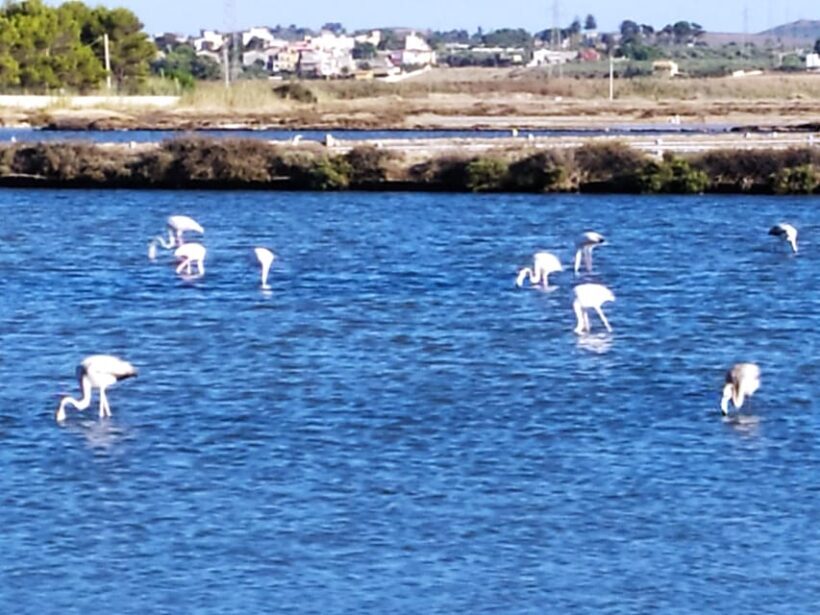 Discover Trapani's Saltpans with an E-Bike Tour - An In-Depth Look at the Experience