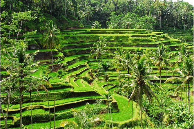 Discover Ubud: 2 Days Ubud Private Tour - A Detailed Breakdown of the Itinerary