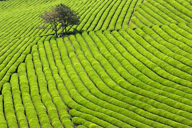 Discover Western Korea in 4days: All-Inclusive Experience - Discover Western Korea in 4 Days: All-Inclusive Experience