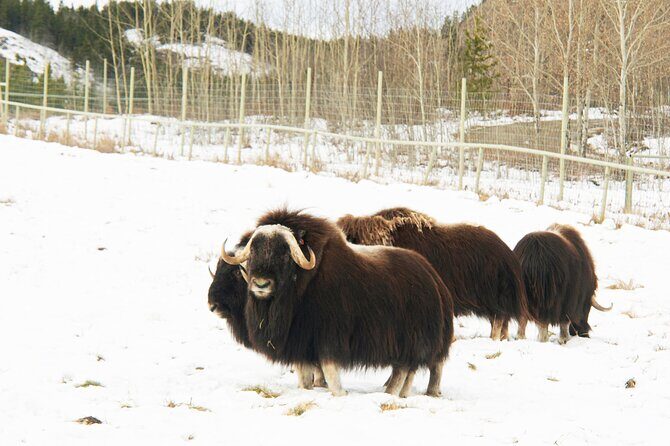 Discover Whitehorse with Northern Lights and Yukon Wildlife Tour - Exploring Whitehorse and Its Surroundings