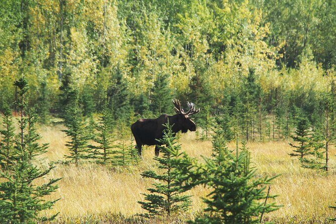 Discover Whitehorse with Northern Lights and Yukon Wildlife Tour - Practical Considerations