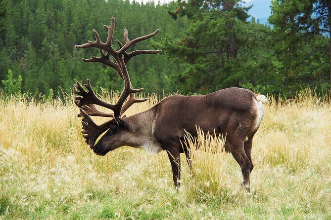 Discover Whitehorse with Northern Lights and Yukon Wildlife Tour - Final Thoughts
