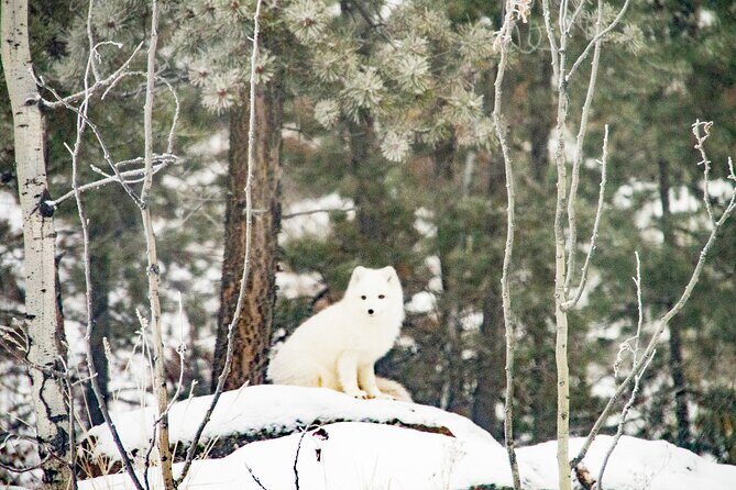 Discover Whitehorse with Northern Lights and Yukon Wildlife Tour - FAQ