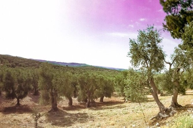 Discovering Extra Virgin Olive Oil - Family Traditions and Sustainable Production