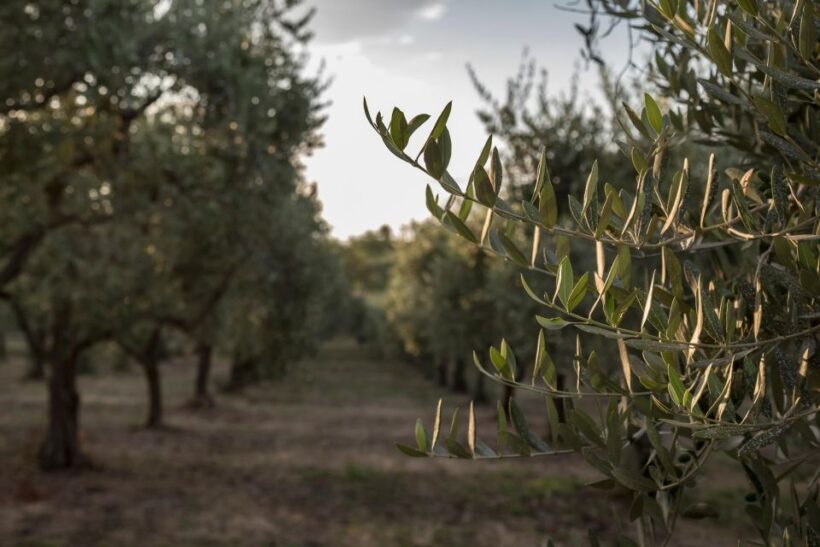 Discovering nature and flavors of Pantalica - Exploring Pantalica: A Journey Through Time and Taste