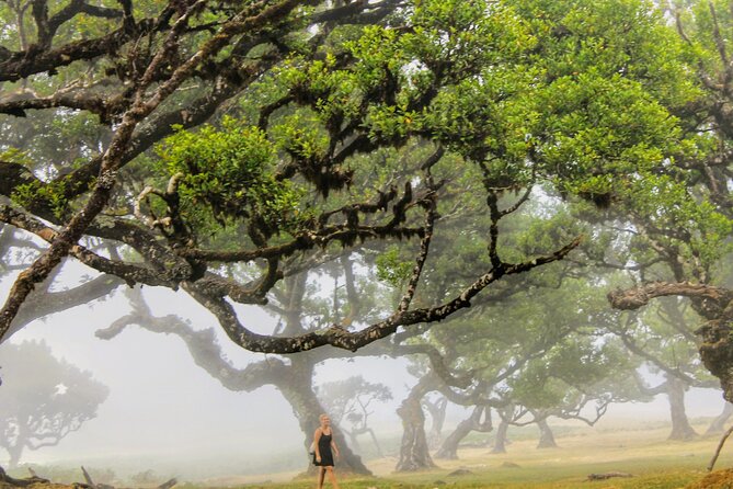 Discovering Northwest Madiera Shore Excursion w/ Harbour pickup - Fanal’s Enchanting Laurisilva Forest