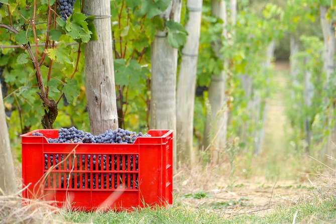 Discovering Roero and Its Wines - Key Points