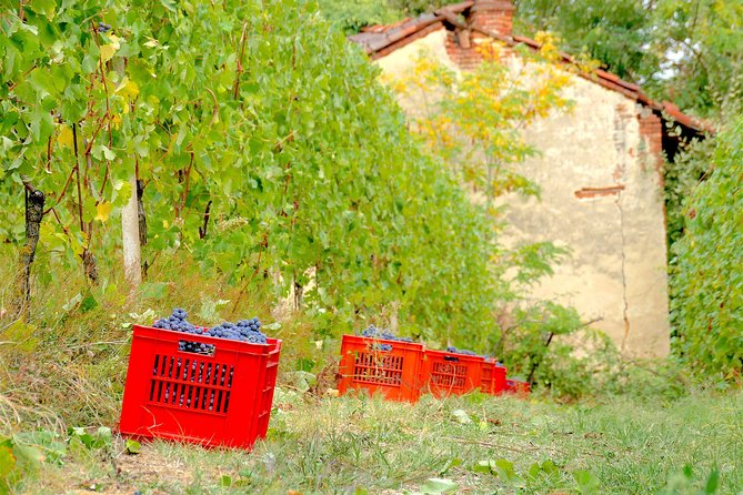 Discovering Roero and Its Wines - Exploring the Church of Madonna Delle Grazie