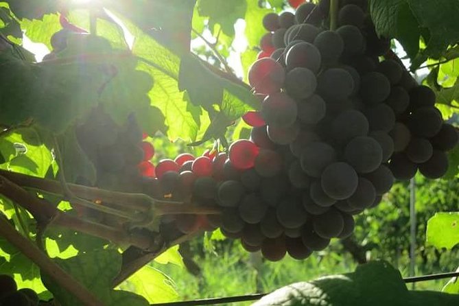 Discovering Roero and Its Wines - Highlights of the Wine Tasting Experience