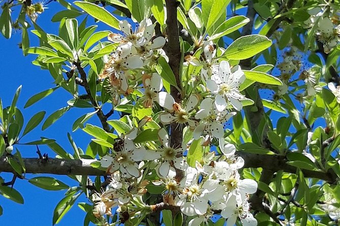 Discovering the Land of the Centenaries and swimming in the Natural Pools - Final Thoughts: Who Will Love This Tour?