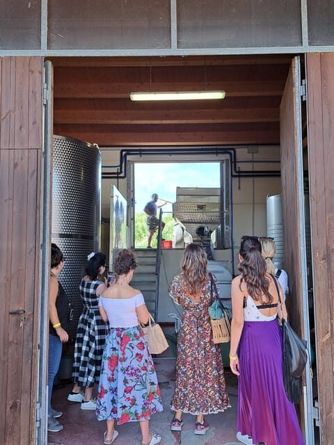 Discovering the mystery grape varieties - Key Points