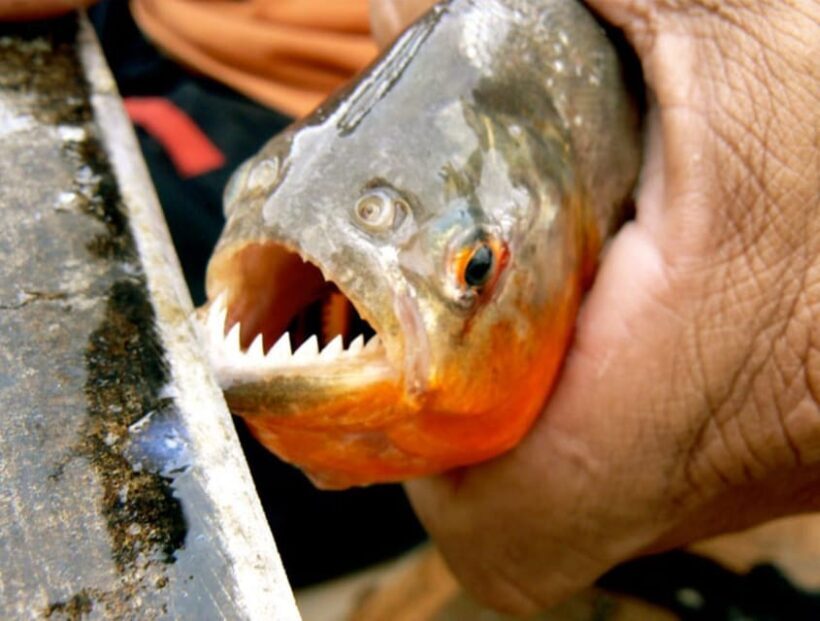 Discovering the Pacaya Samiria Reserve from Iquitos - An In-Depth Look at the Pacaya Samiria Tour