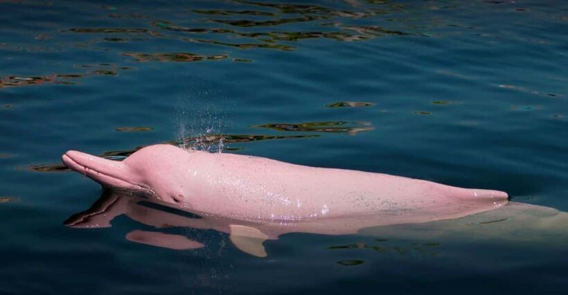 Discovering the Pacaya Samiria Reserve from Iquitos - Practical Considerations