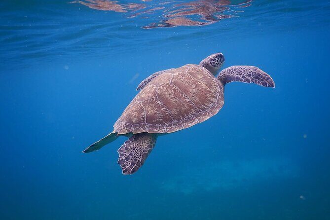 Discovery and snorkeling with sea turtles - What Travelers Say About This Tour