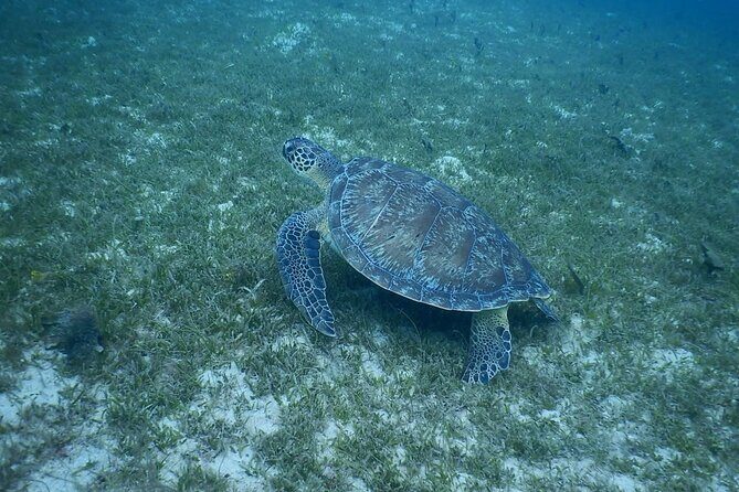 Discovery and snorkeling with sea turtles - The Experience from a Practical Perspective