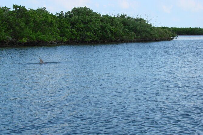 Discovery Dolphin Boat Tour - Final Thoughts