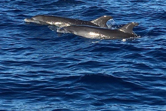 Discovery of dolphins on the Caribbean coast - What’s Included and What’s Not