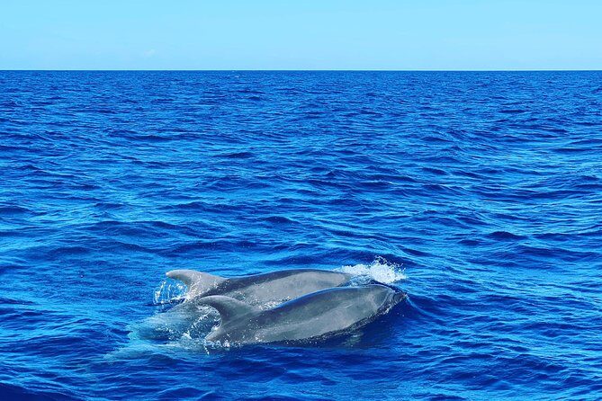 Discovery of dolphins on the Caribbean coast - The Sum Up