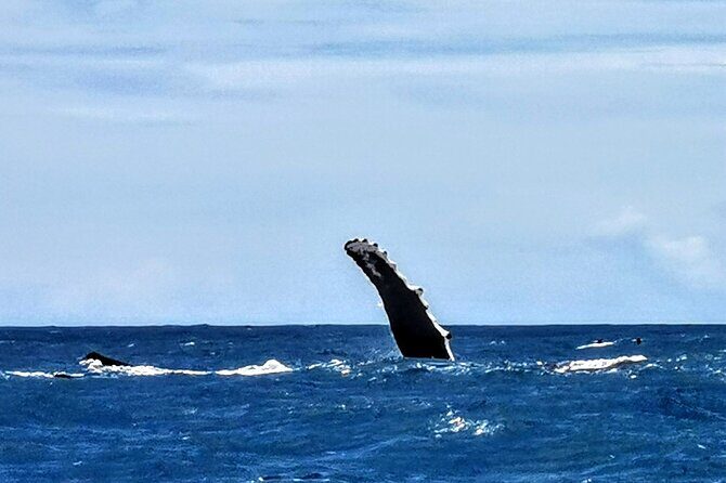 Discovery of the Tahiti Teahupo'o Jurassic Tour peninsula - FAQs