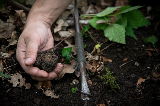 Discovery of the World of Truffles and Tasting - Uncovering the Secrets of Truffle Varieties