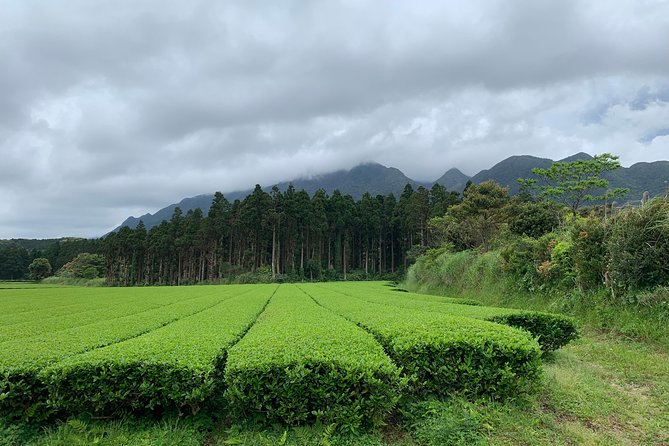 Discovery of Yakushima - Wildlife and Fauna of Yakushima