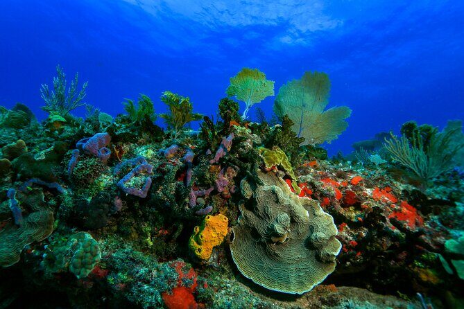 Discovery Scuba Diving !! - A Close Look at the Experience