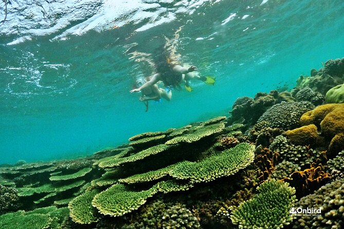 [DISCOVERY SNORKELING] 4 Islands-2 Reefs & BBQ [MAX 12 PAX] - Who Should Book This Tour?