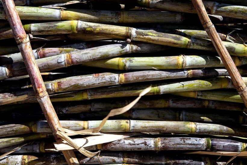 Distilleria Alma- Rum Distilery Guided Tour & Tasting - FAQ