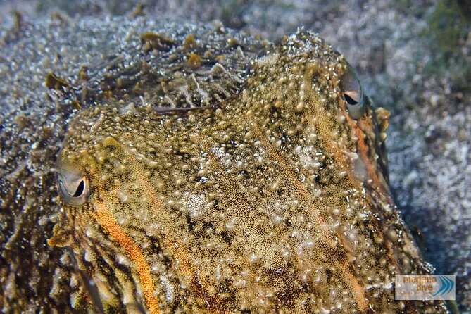 Dive Baptism 1 Dive In Tenerife 3,5h - Overview of the Dive Baptism Experience