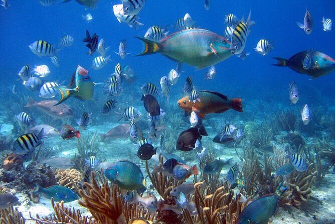 Dive Boat Tour on Catalina Bayahibe Island - Exploring the Itinerary in Detail