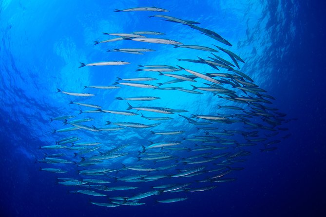 Dive Christening - Repeat Participation