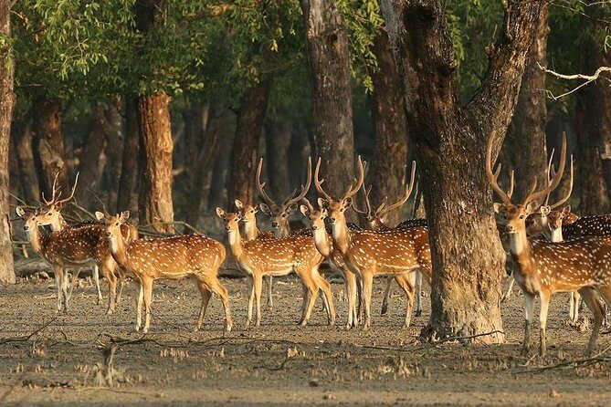 Dive deep into the wild wonders of Sundarban. - In-Depth Review of the Sundarbans Tour