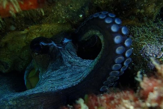 Dive in Marine Reserve, Arrábida, Setúbal, Sesimbra, near Lisbon - Who Should Consider This Tour?