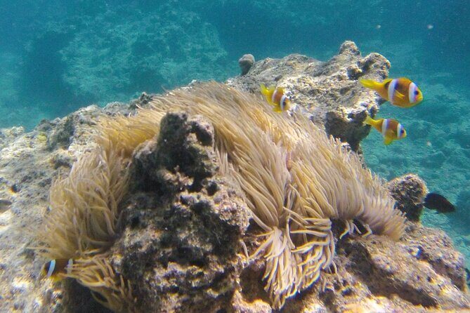 Dive Into Paradise: Snorkel Adventure at Paradise Cove - Who Should Consider This Tour?
