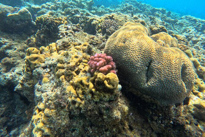 Dive Into Paradise: Snorkel Adventure at Paradise Cove - Final Thoughts