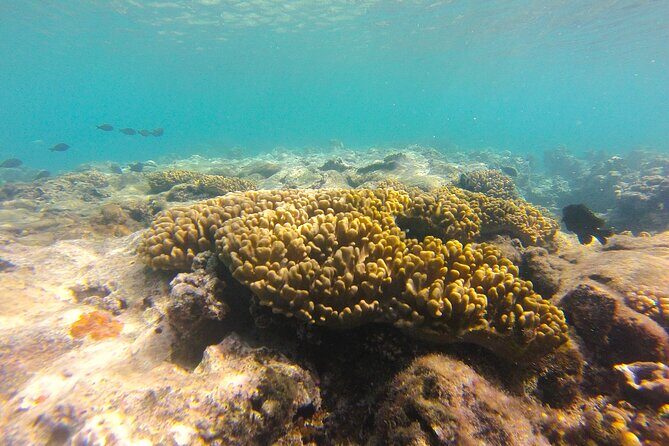 Dive Into Paradise: Snorkel Adventure at Paradise Cove - FAQ