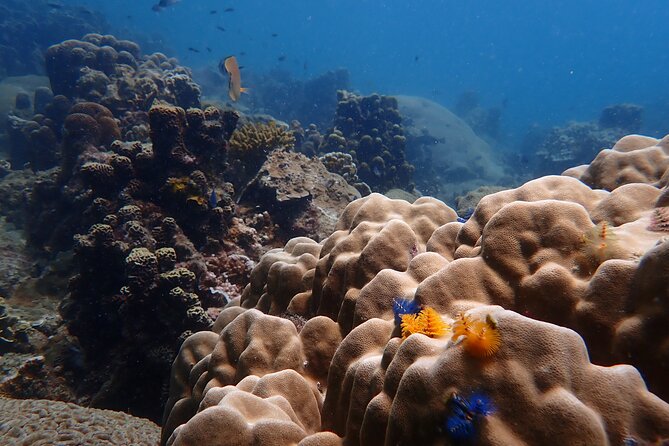 Dive Trip Experience in Koh Tao - Introduction: What Makes This Koh Tao Trip Stand Out