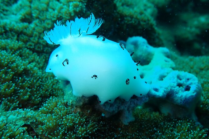 Dive Trip Experience in Koh Tao - Practical Tips for Travelers