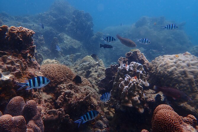 Dive Trip Experience in Koh Tao - FAQ