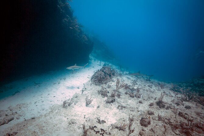 DiveCarib - An Eco-Friendly Certified Diver Trip in Antigua - What Makes This Tour Special