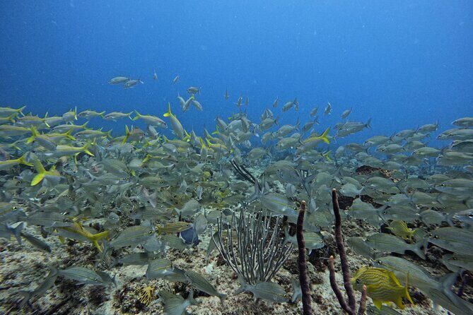 DiveCarib - An Eco-Friendly Certified Diver Trip in Antigua - Practical Considerations