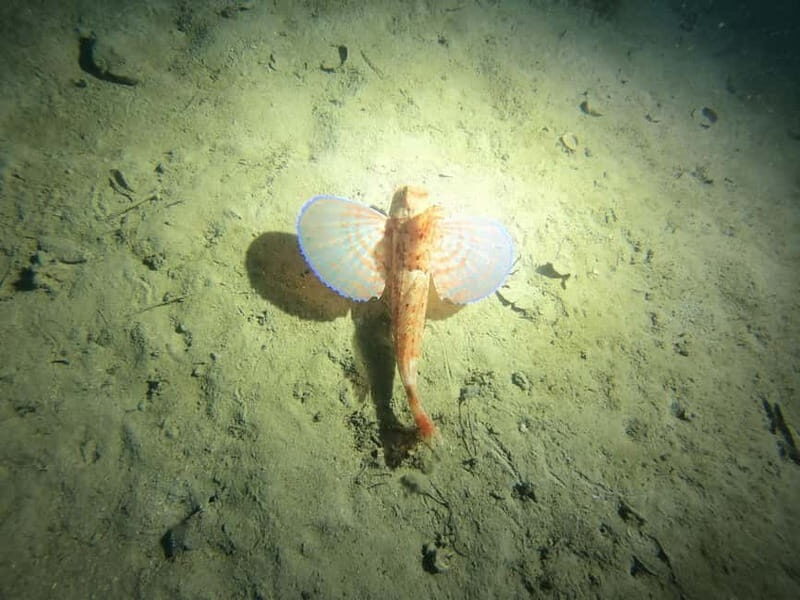 Diving - The Practicalities and What to Expect