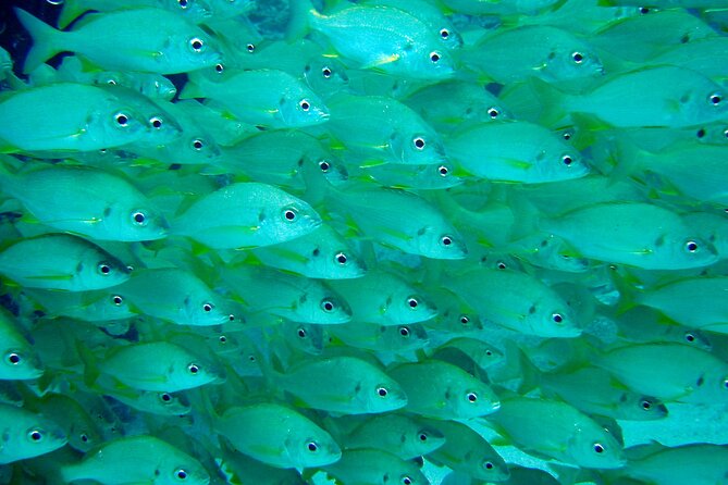 Diving Adventures - Boat and Shore Diving - What’s Included and What’s Not