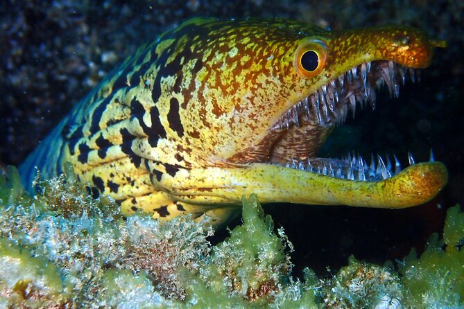 Diving Adventures - Boat and Shore Diving - Weather and Safety Considerations