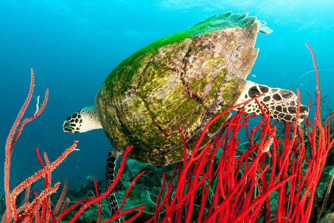 Diving at Koh Chang, daytrip with 2 dives - Detailed Breakdown of the Itinerary