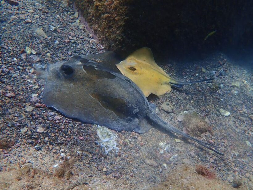 Diving at Lanzarote - 2 guided dives for certified divers - Why This Tour Offers Great Value