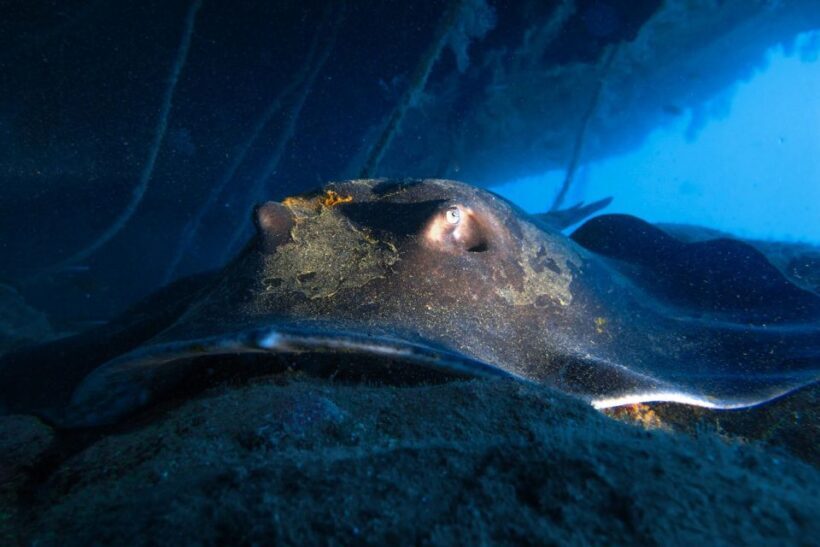Diving at Lanzarote - 2 guided dives for certified divers - Authentic Experiences and Insights