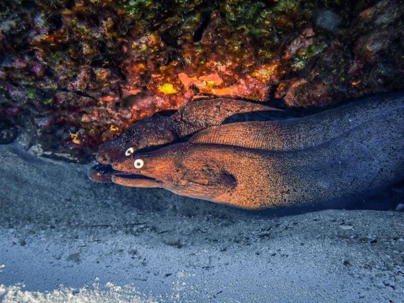 Diving at Lanzarote - 2 guided dives for certified divers - FAQ