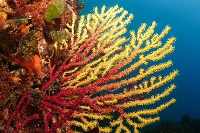 Diving baptism in the Montgrí Natural Park - The Sum Up